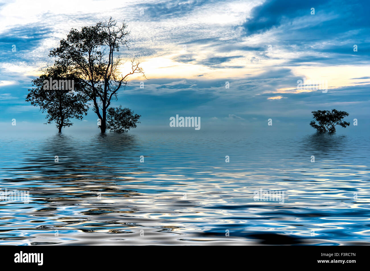 Tree silhouette with orange sunset reflection Stock Photo - Alamy