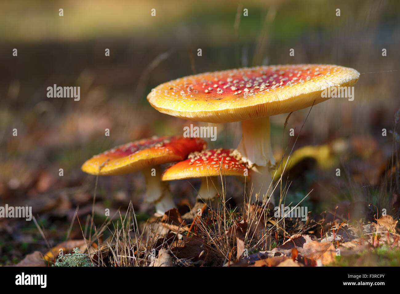 Unedible plant hi-res stock photography and images - Alamy