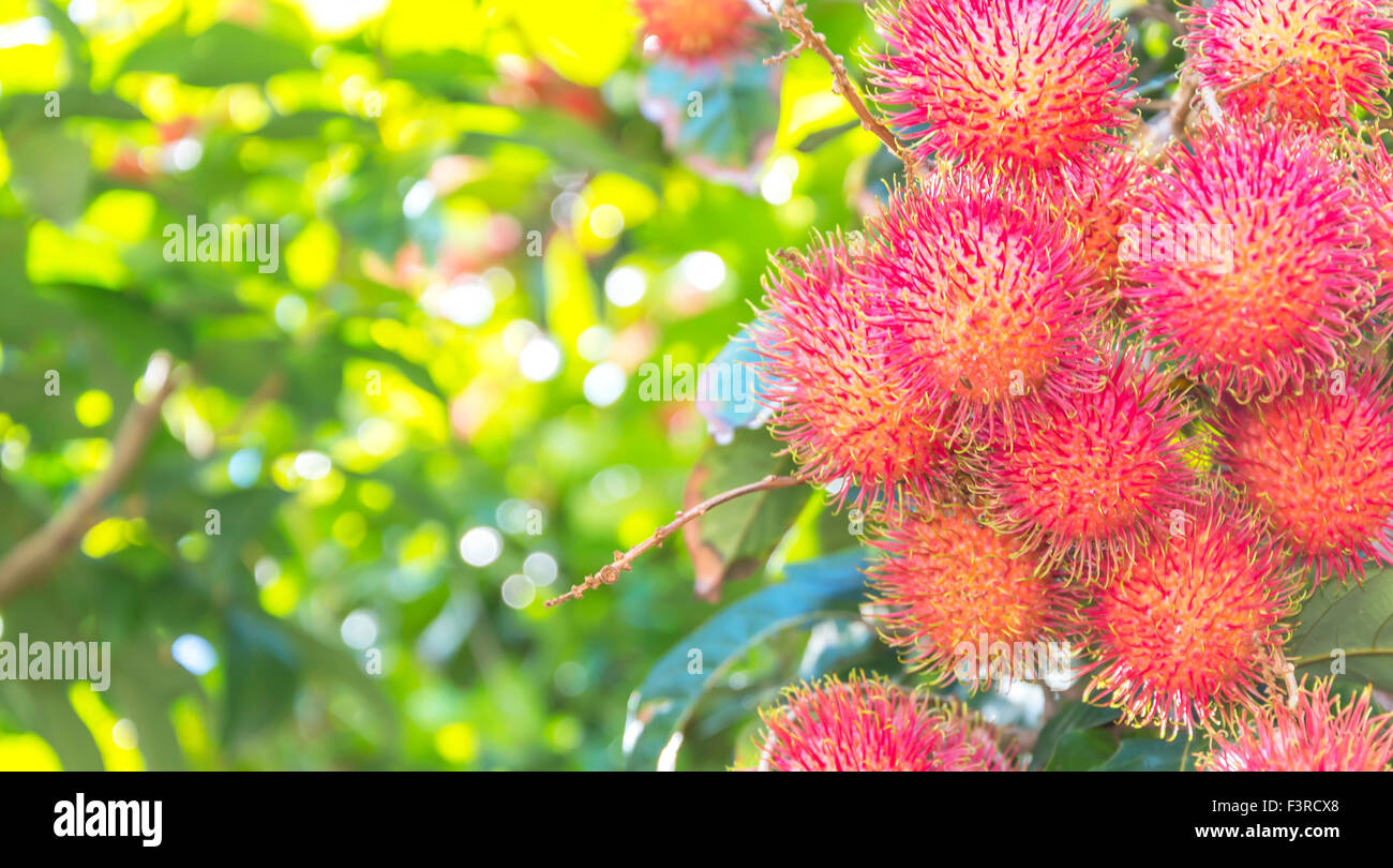 Tropical fruit, Rambutan on tree Stock Photo - Alamy