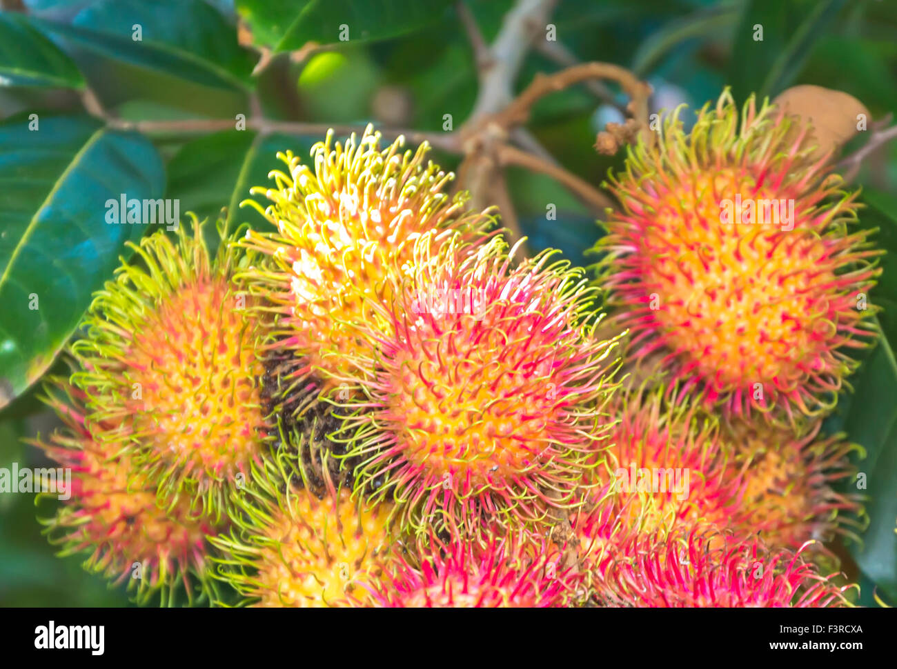 Tropical fruit, Rambutan on tree Stock Photo - Alamy
