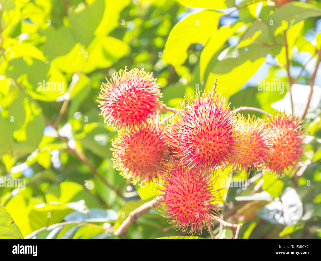 Tropical fruit, Rambutan on tree Stock Photo - Alamy