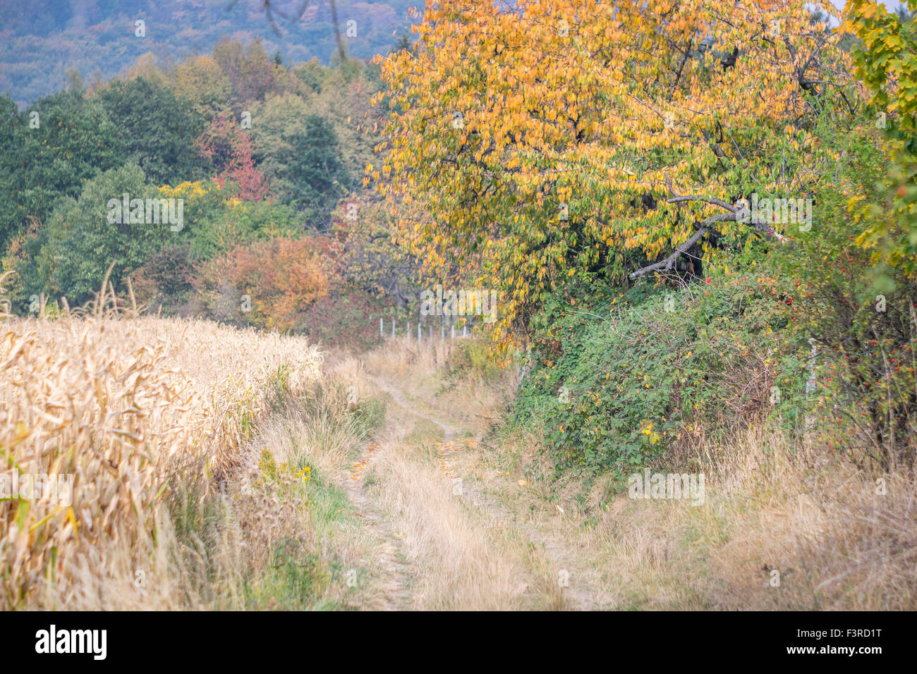 Path among fields with autumn colors near Sleza Mount Lower Silesia ...