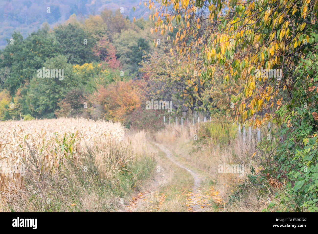 Path among fields with autumn colors near Sleza Mount Lower Silesia ...