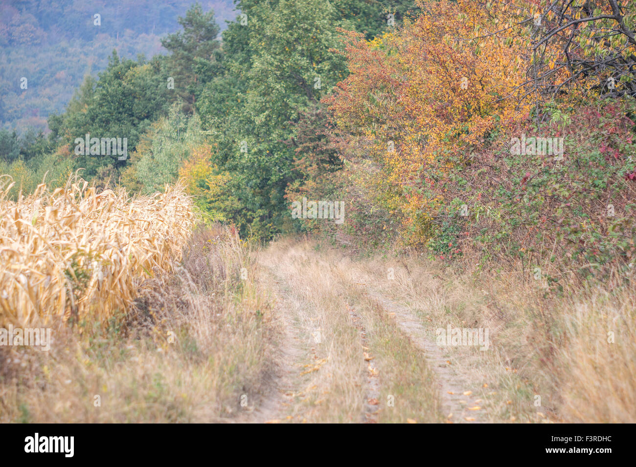Path among fields with autumn colors near Sleza Mount Lower Silesia ...