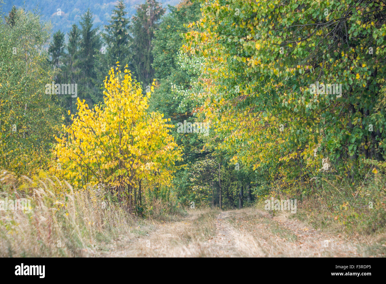 Path into the forest with autumn colors near Sleza Mount Lower Silesia ...