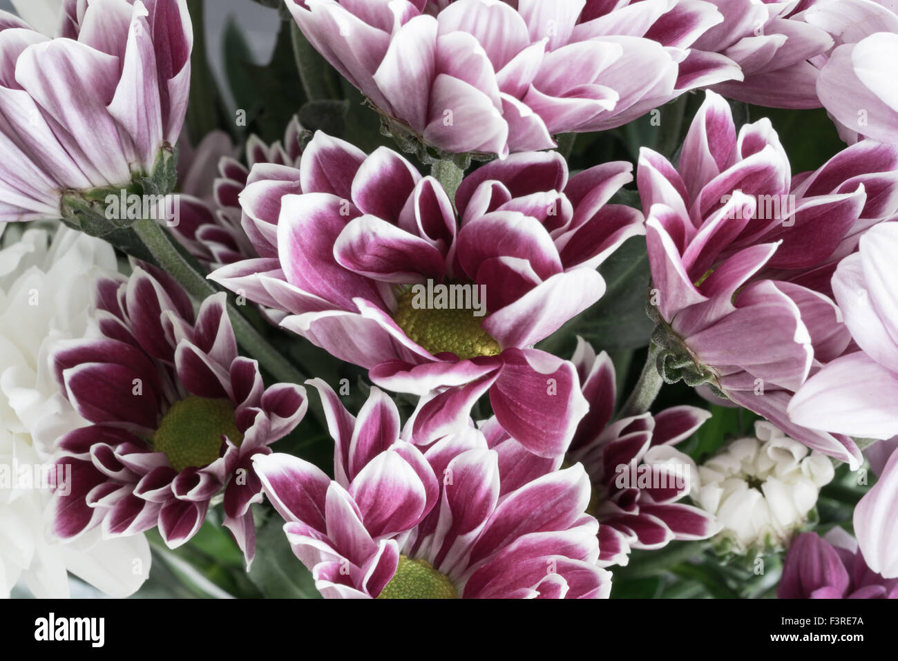 Shot of flowers hi-res stock photography and images - Alamy