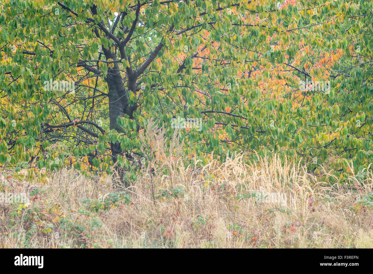 Colorful autumn fall leaves Stock Photo - Alamy