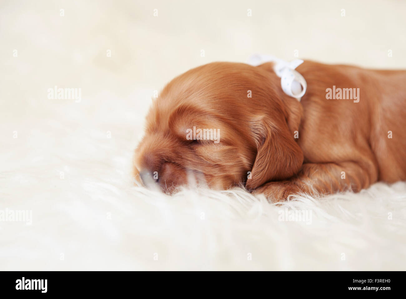 What To Do With A Soft Puppy