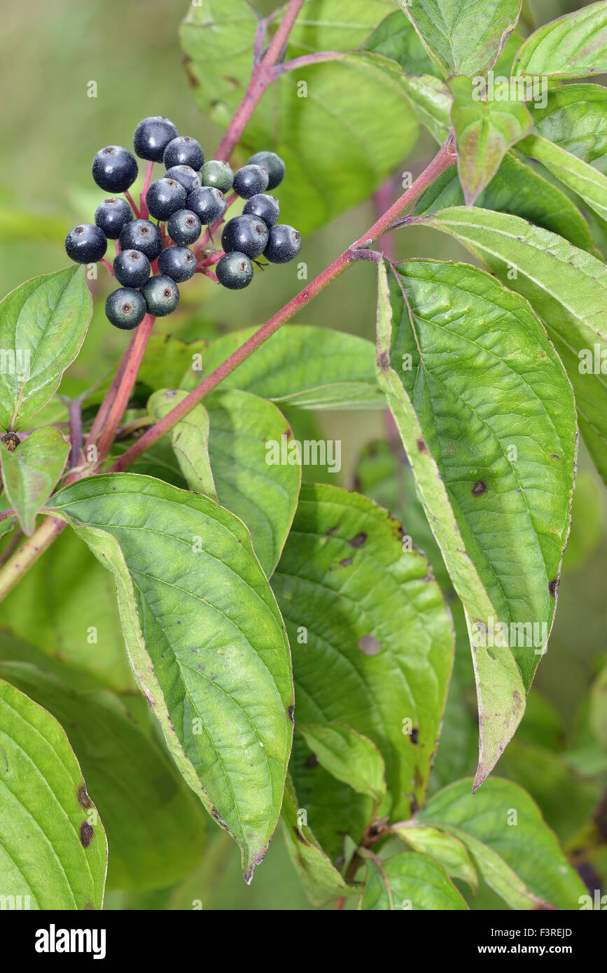 Dogwood berries - Cornus sanguinea Calcareous scrub bush Stock Photo ...