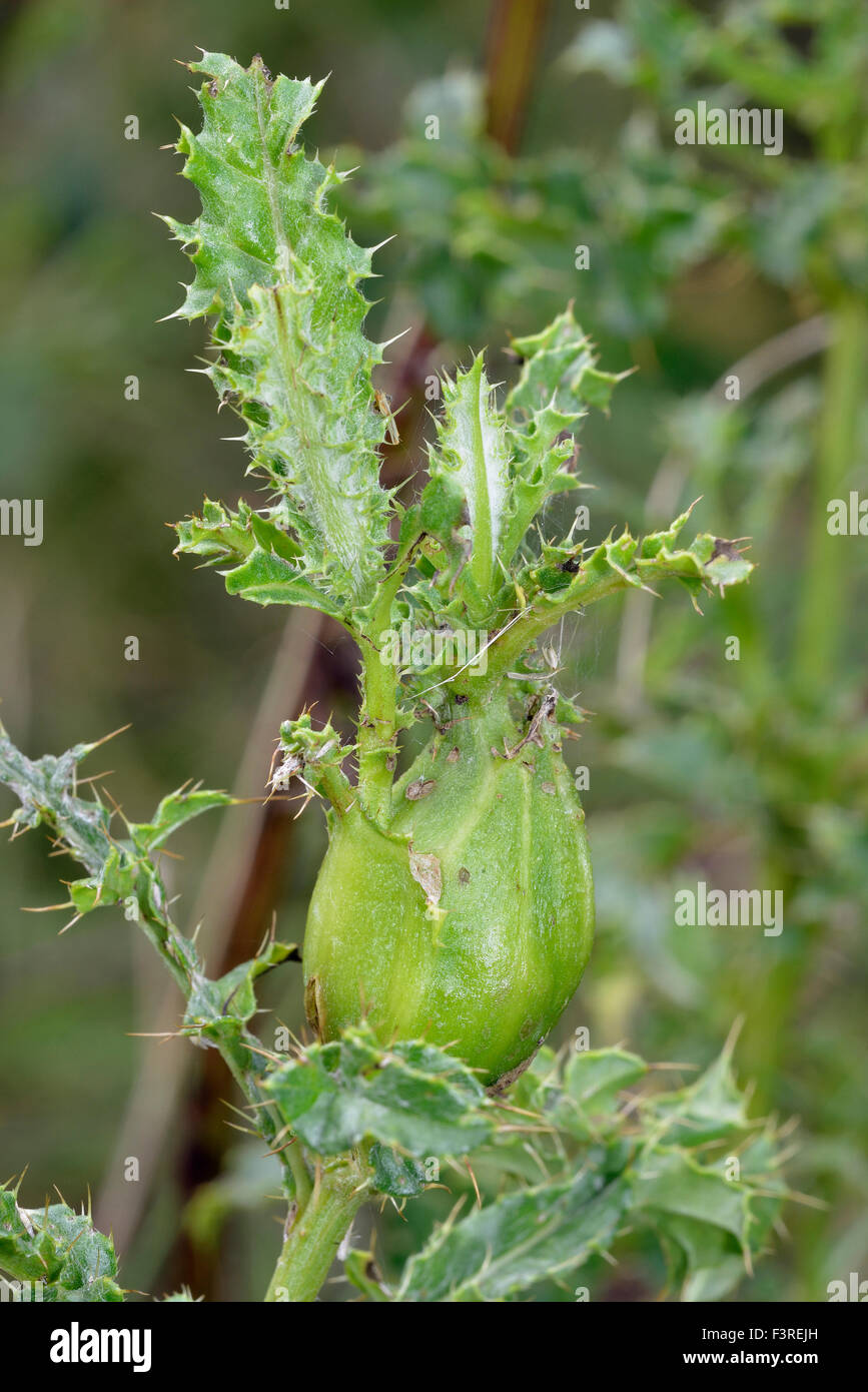 Thistle Gall on Creeping Thistle - Cirsium arvense, caused by Thistle ...