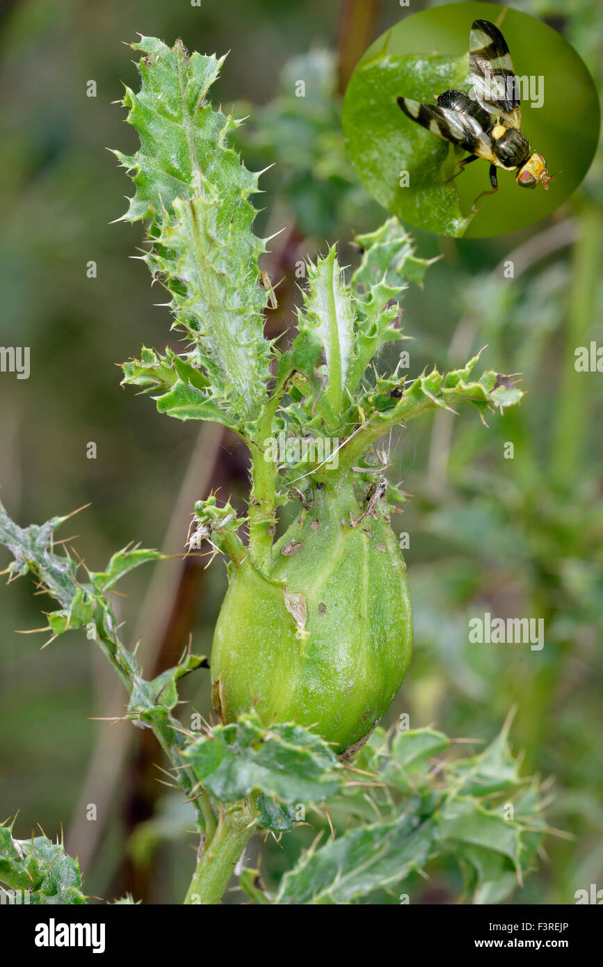 Thistle gall fly urophora cardui hi-res stock photography and images ...