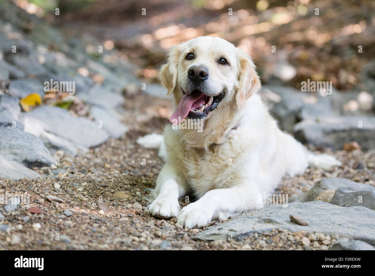 Labrador retriever image hi-res stock photography and images - Alamy