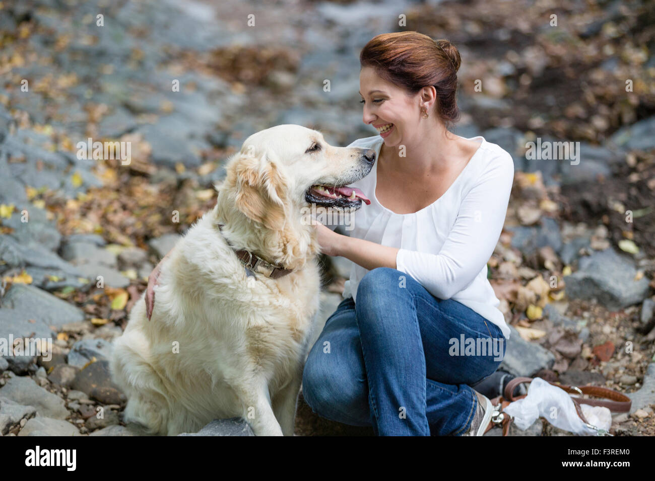 Labrador in the woods hi-res stock photography and images - Alamy