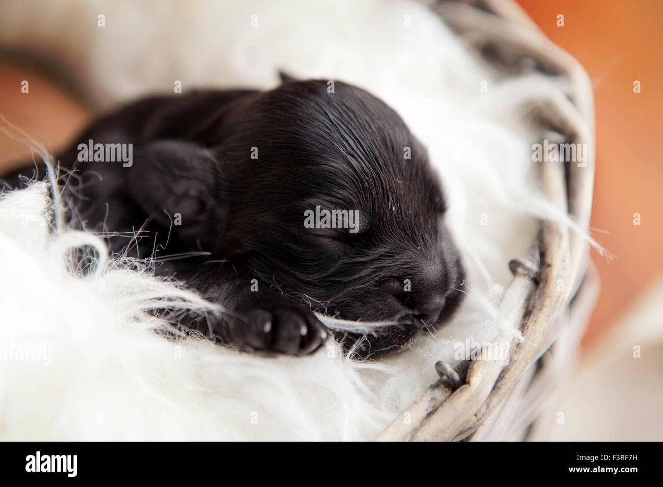 Newborn English cocker spaniel puppy in basket Stock Photo - Alamy