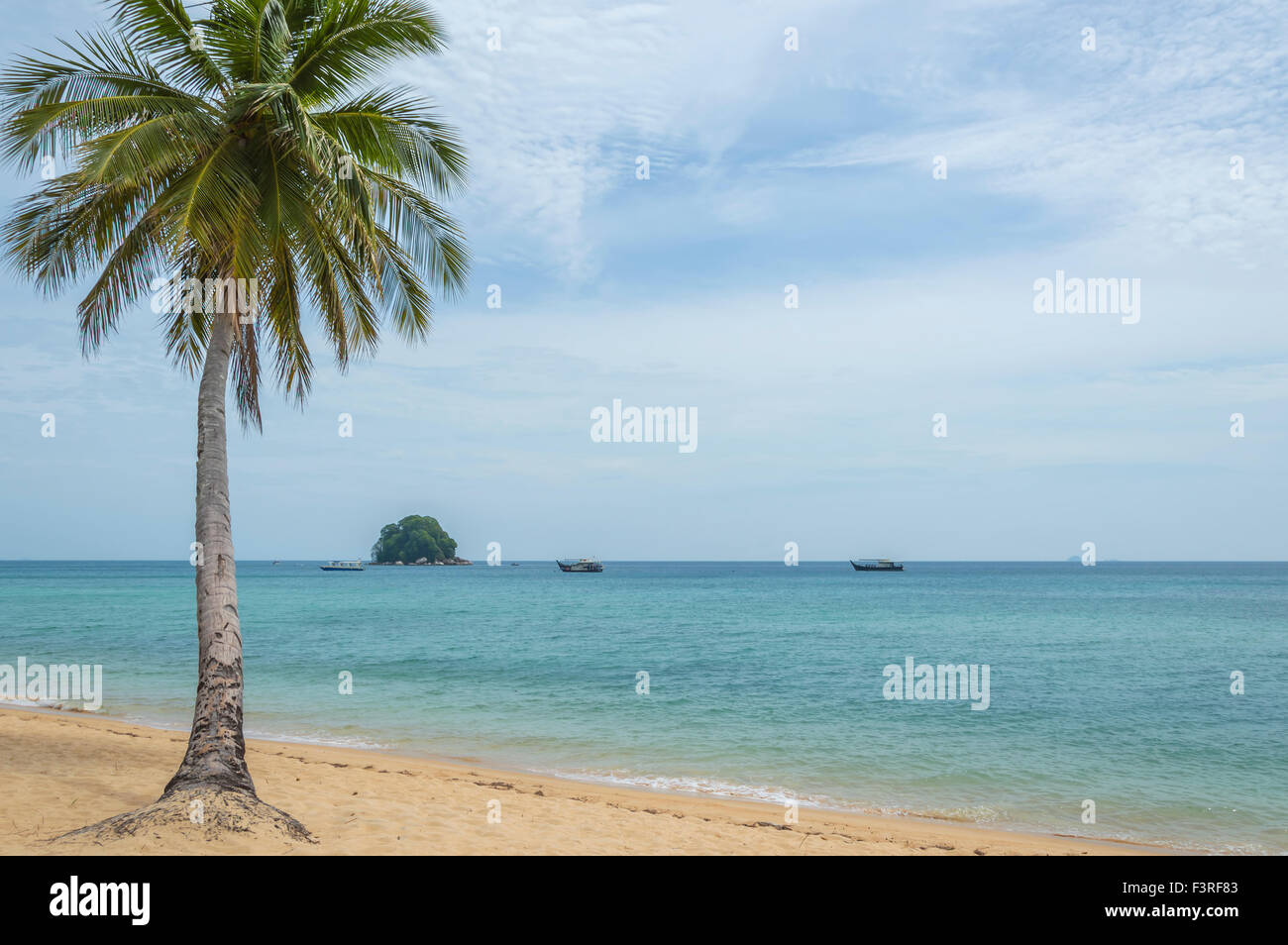 Coconut tree at sea shore with blue skies Stock Photo - Alamy