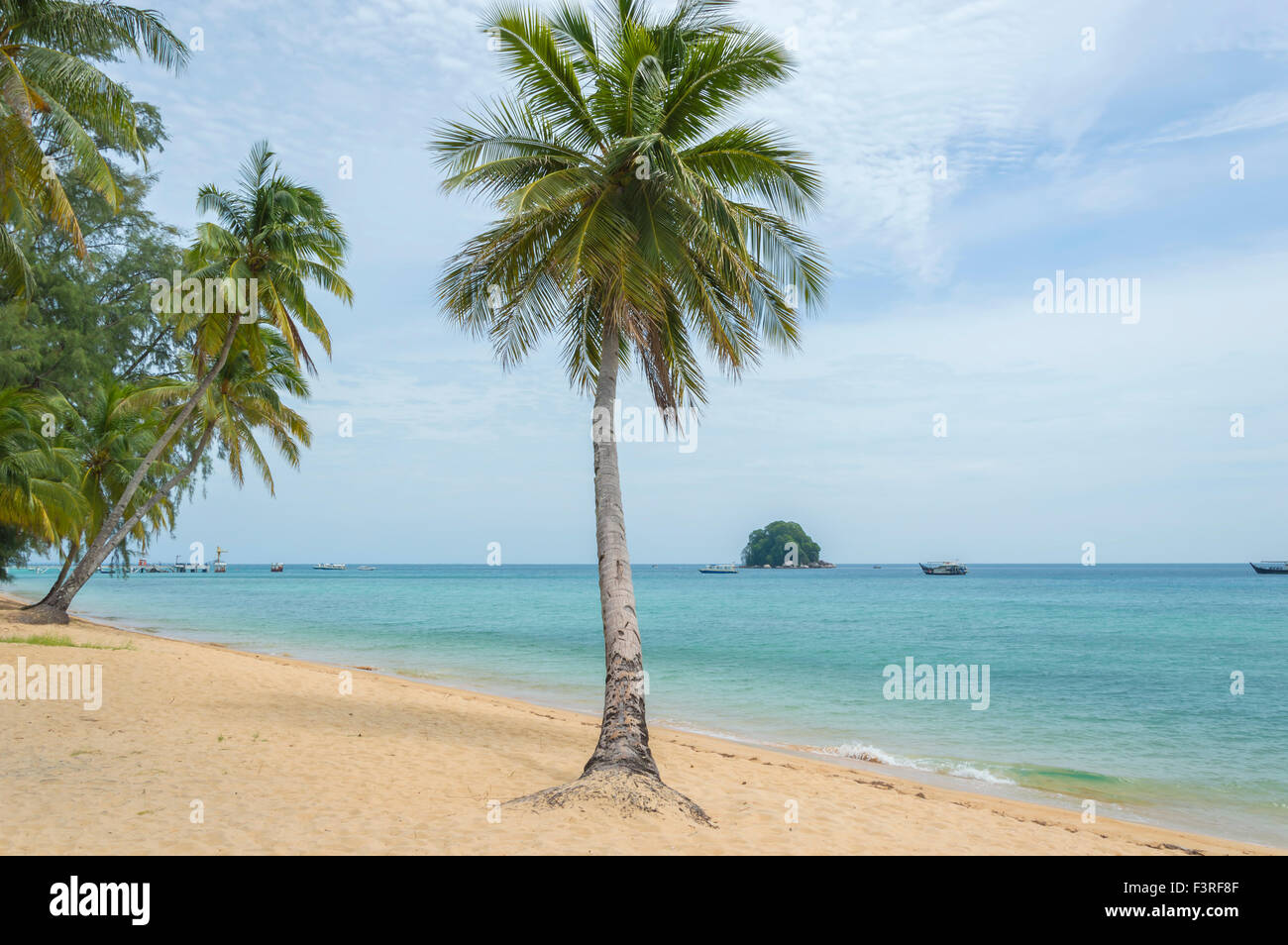 Coconut tree at sea shore with blue skies Stock Photo - Alamy