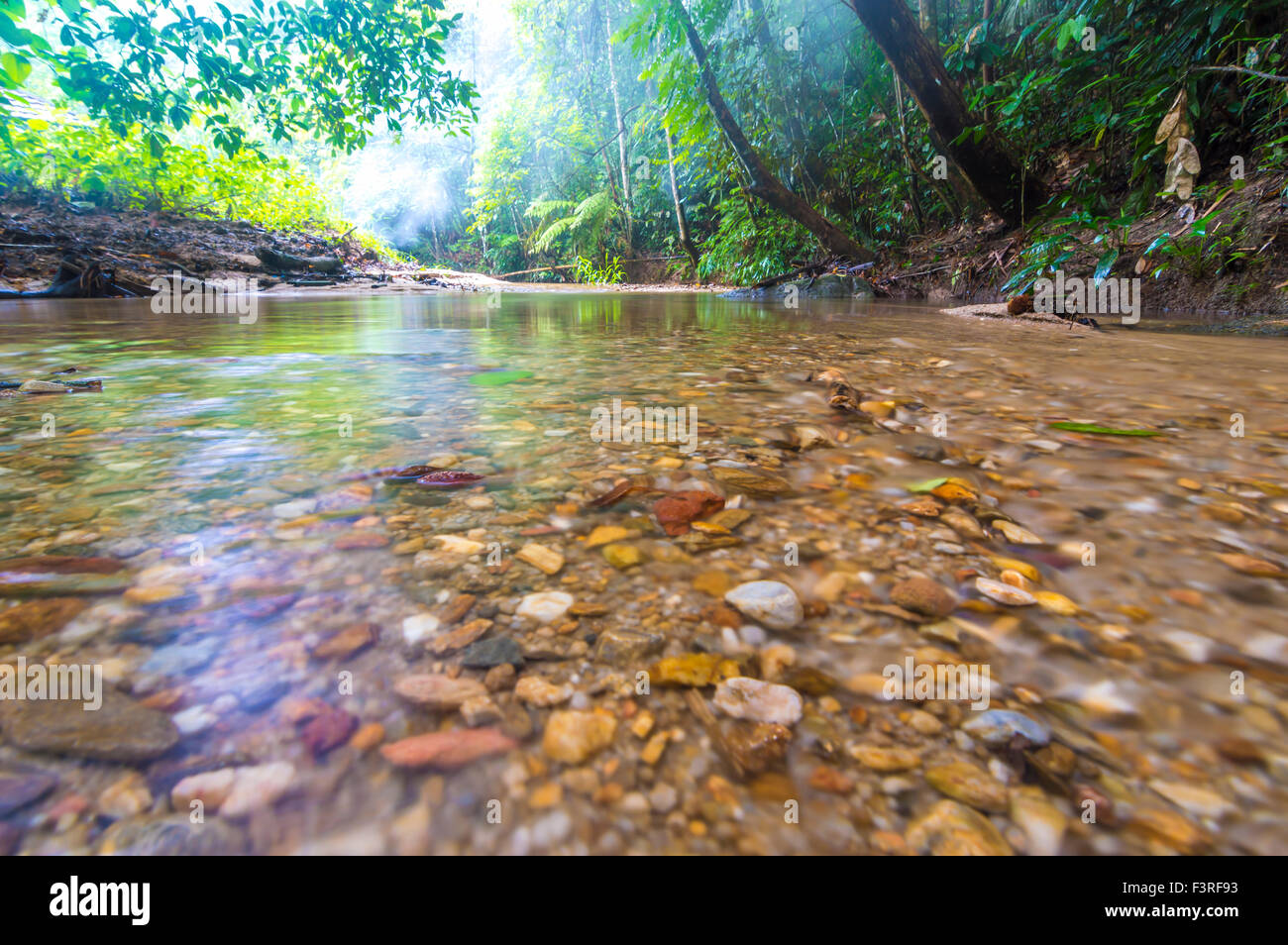 Water stream at tropical forest Stock Photo - Alamy