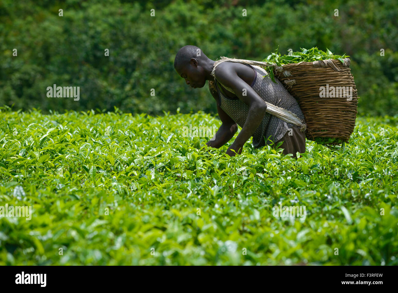 Africans working in africa hi-res stock photography and images - Alamy