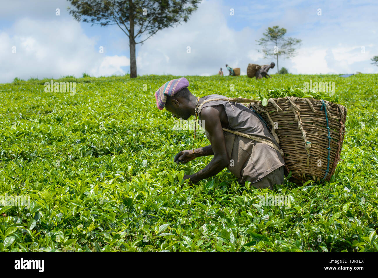 Eastern uganda plantation hi-res stock photography and images - Alamy