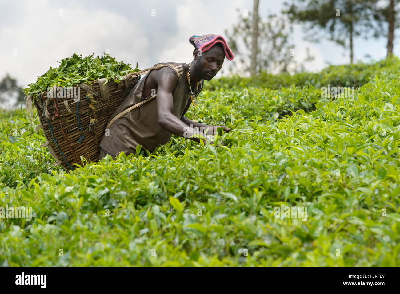 Tea collectors in Uganda, Africa Stock Photo - Alamy