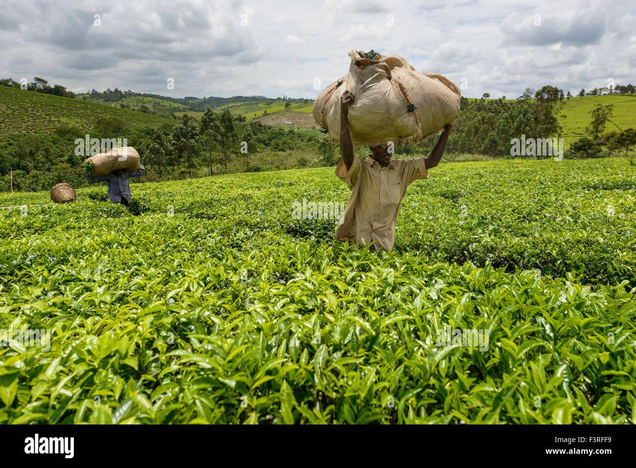 Tea collectors in Uganda, Africa Stock Photo - Alamy