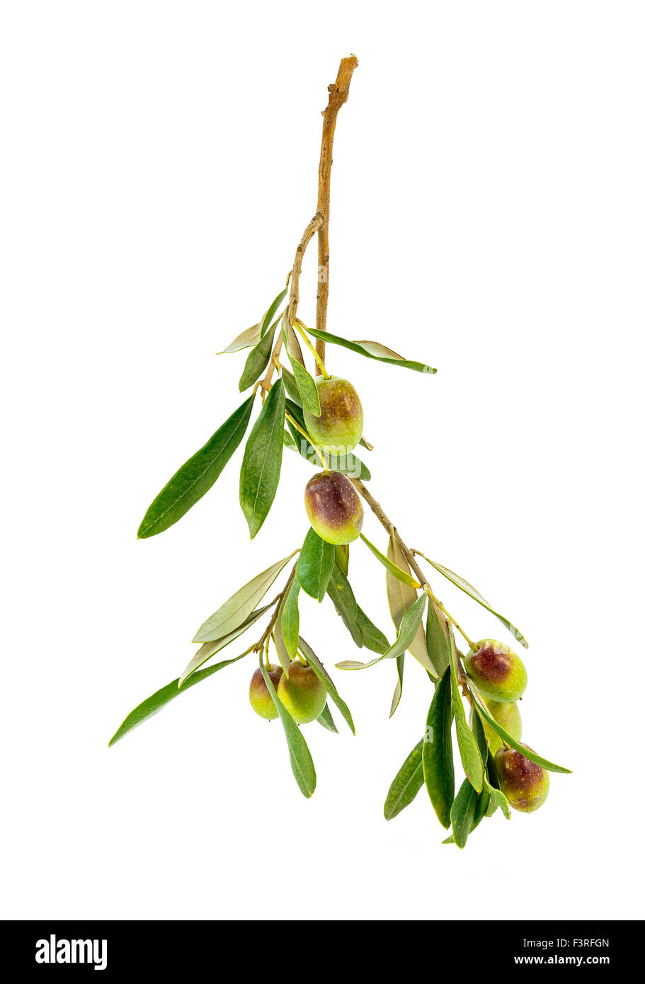 A branch of olives hanging on a white background Stock Photo - Alamy
