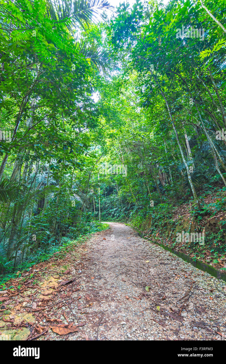 Walkway in the forest. Beautiful landscape Stock Photo - Alamy