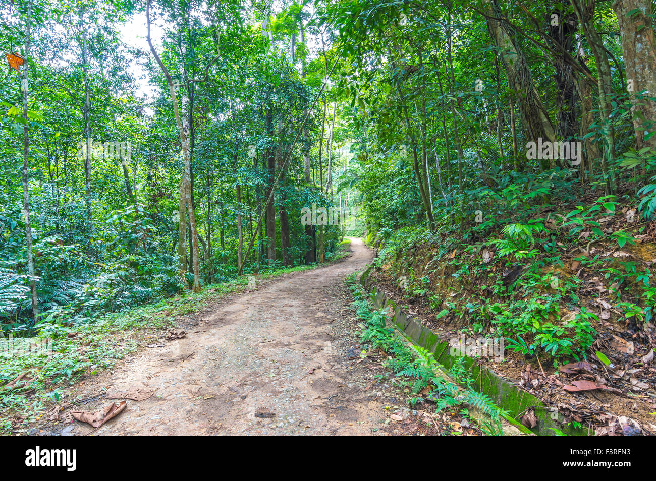 Walkway in the forest. Beautiful landscape Stock Photo - Alamy