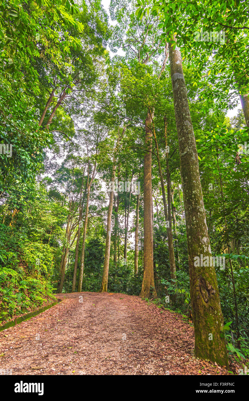 Walkway in the forest. Beautiful landscape Stock Photo - Alamy