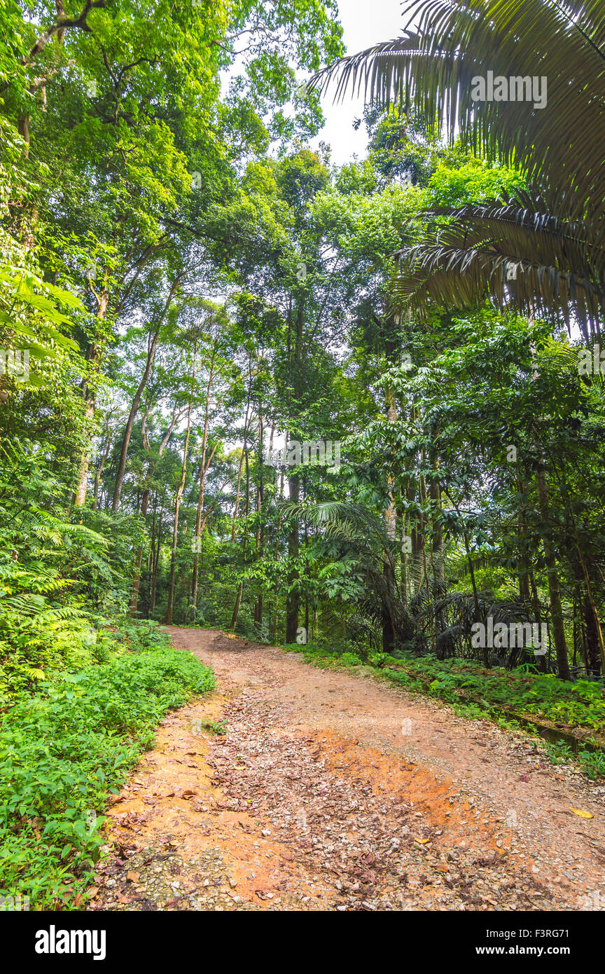 Walkway in the forest. Beautiful landscape Stock Photo - Alamy