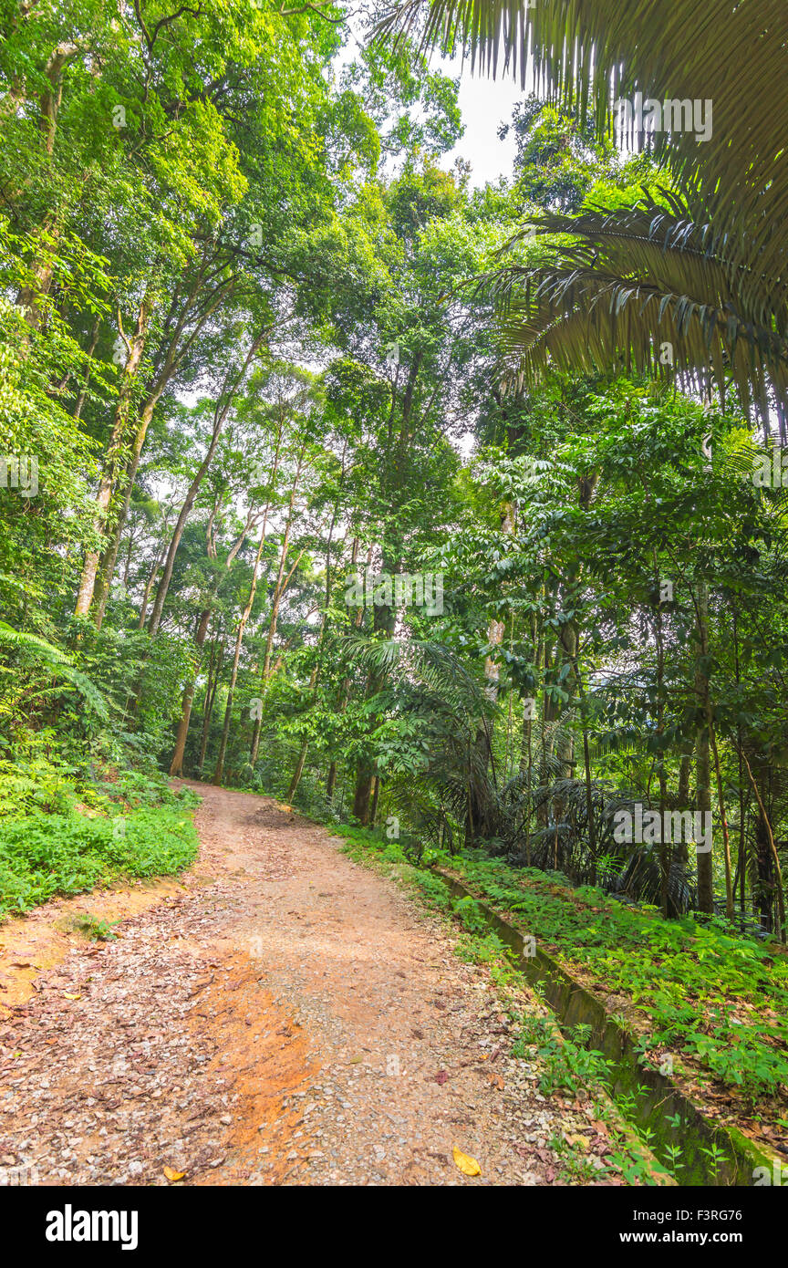 Walkway in the forest. Beautiful landscape Stock Photo - Alamy