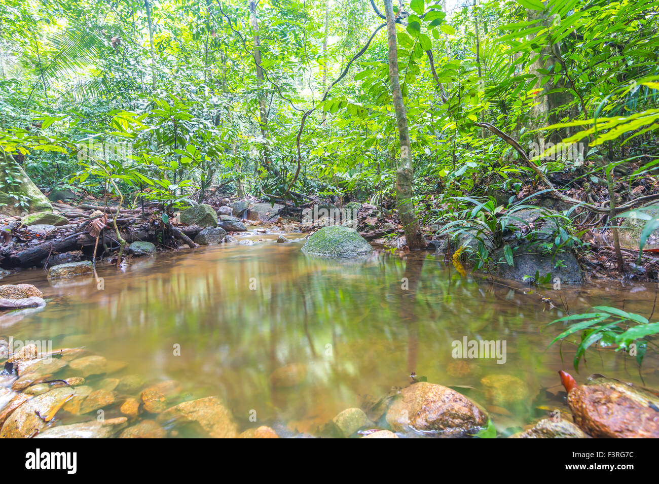 Water stream at tropical forest Stock Photo - Alamy