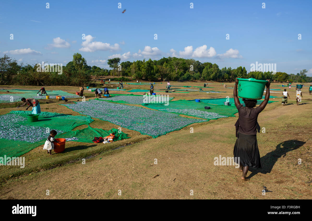 Open-air fish market at the Lake Malawi, Malawi, Africa Stock Photo - Alamy