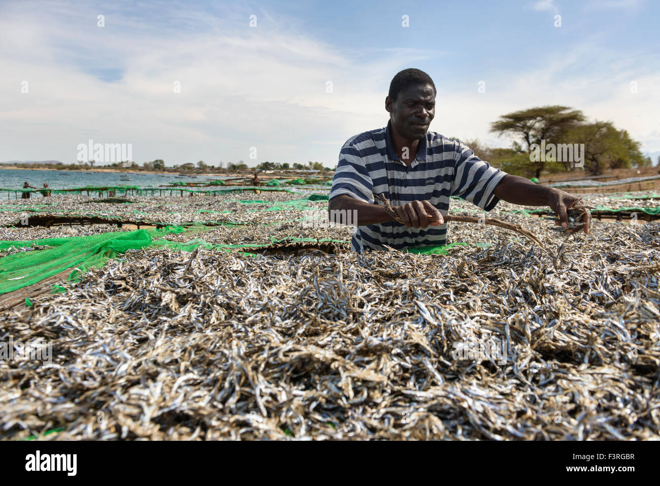 Open-air fish market at the Lake Malawi, Malawi, Africa Stock Photo - Alamy
