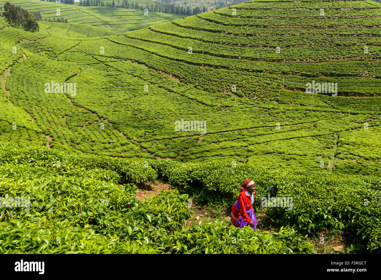 Tea picker on a tea plantation in Rwanda Stock Photo - Alamy