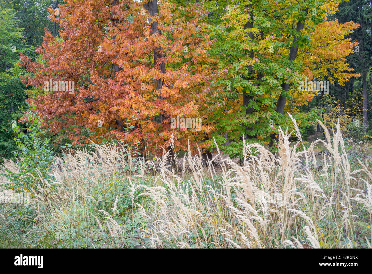 Colorful red oaks in autumn fall Quercus rubra Stock Photo - Alamy
