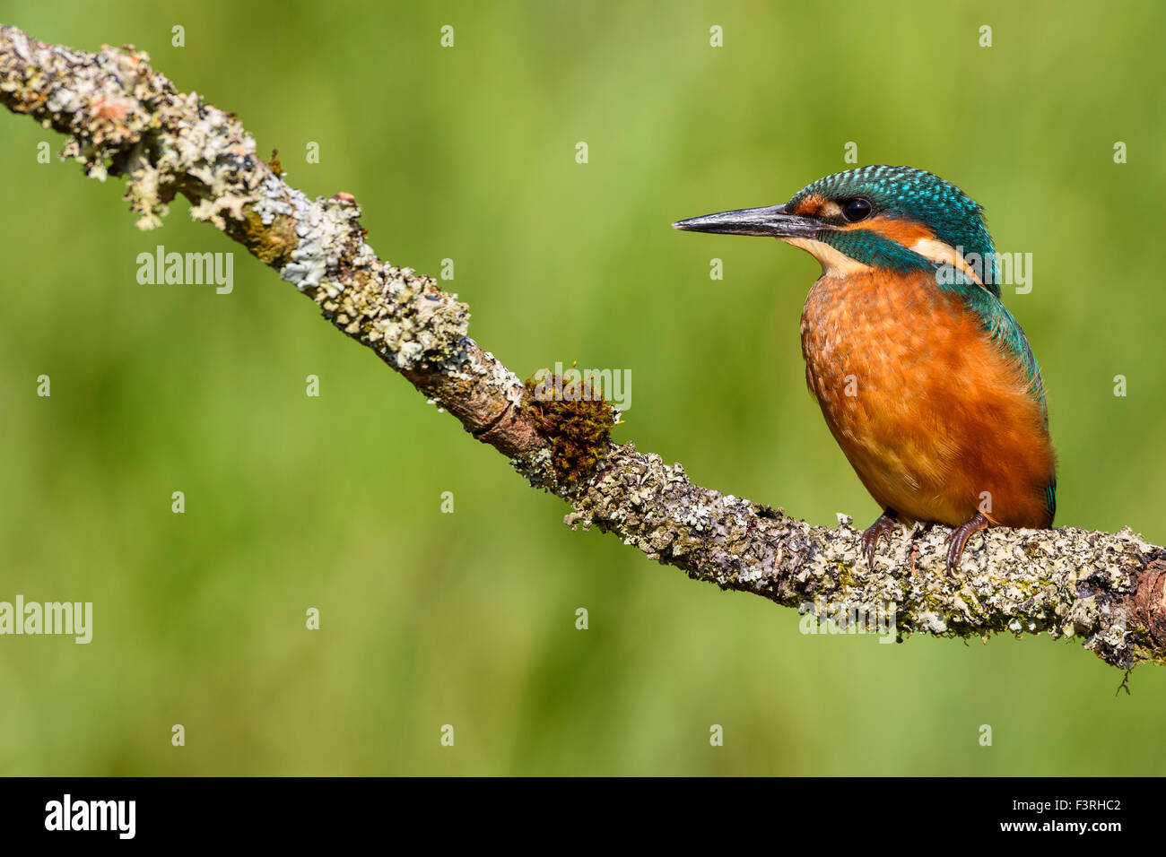 Kingfisher, Alcedo atthis Stock Photo - Alamy