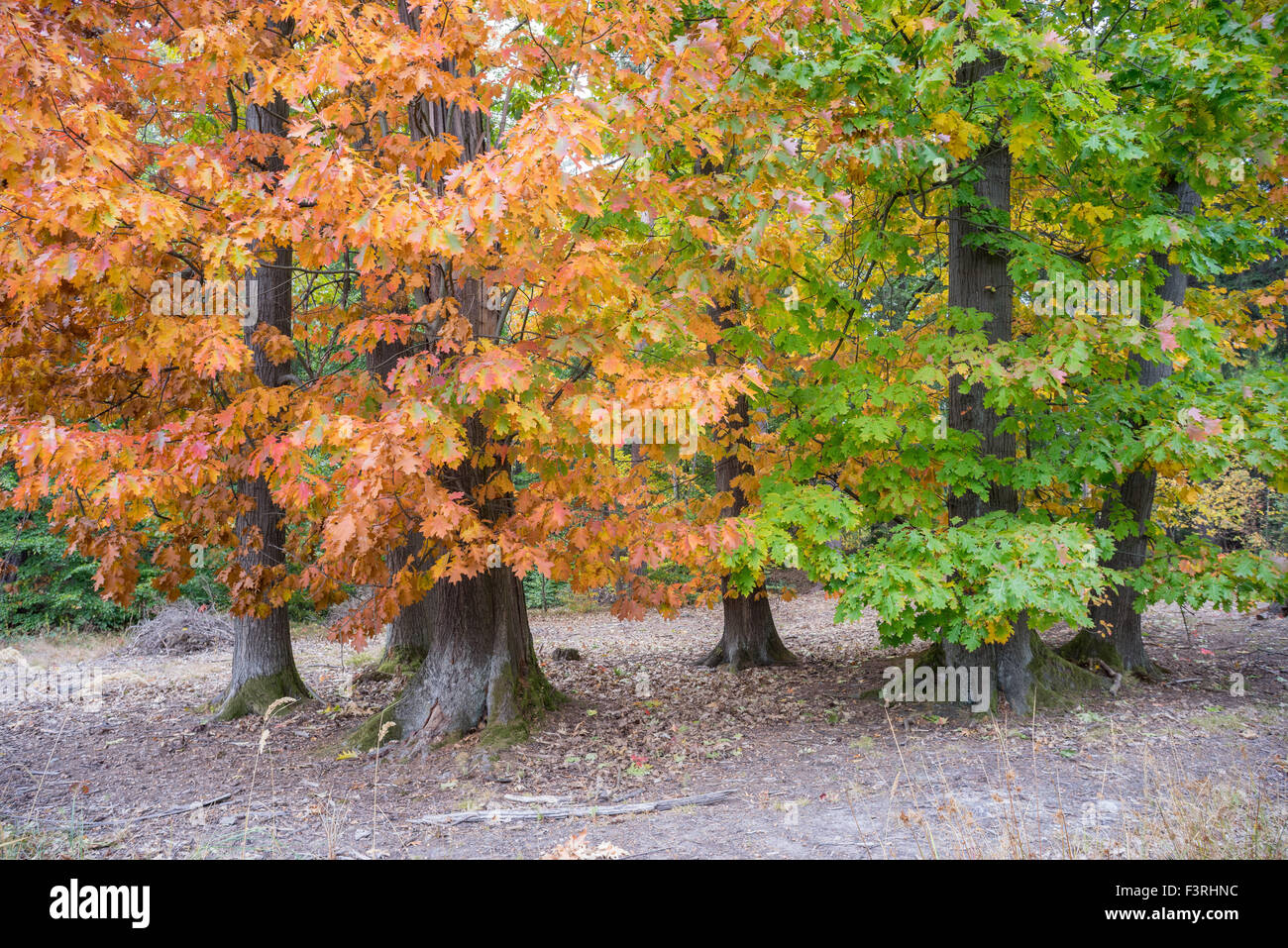Colorful red oaks in autumn fall Quercus rubra Stock Photo - Alamy