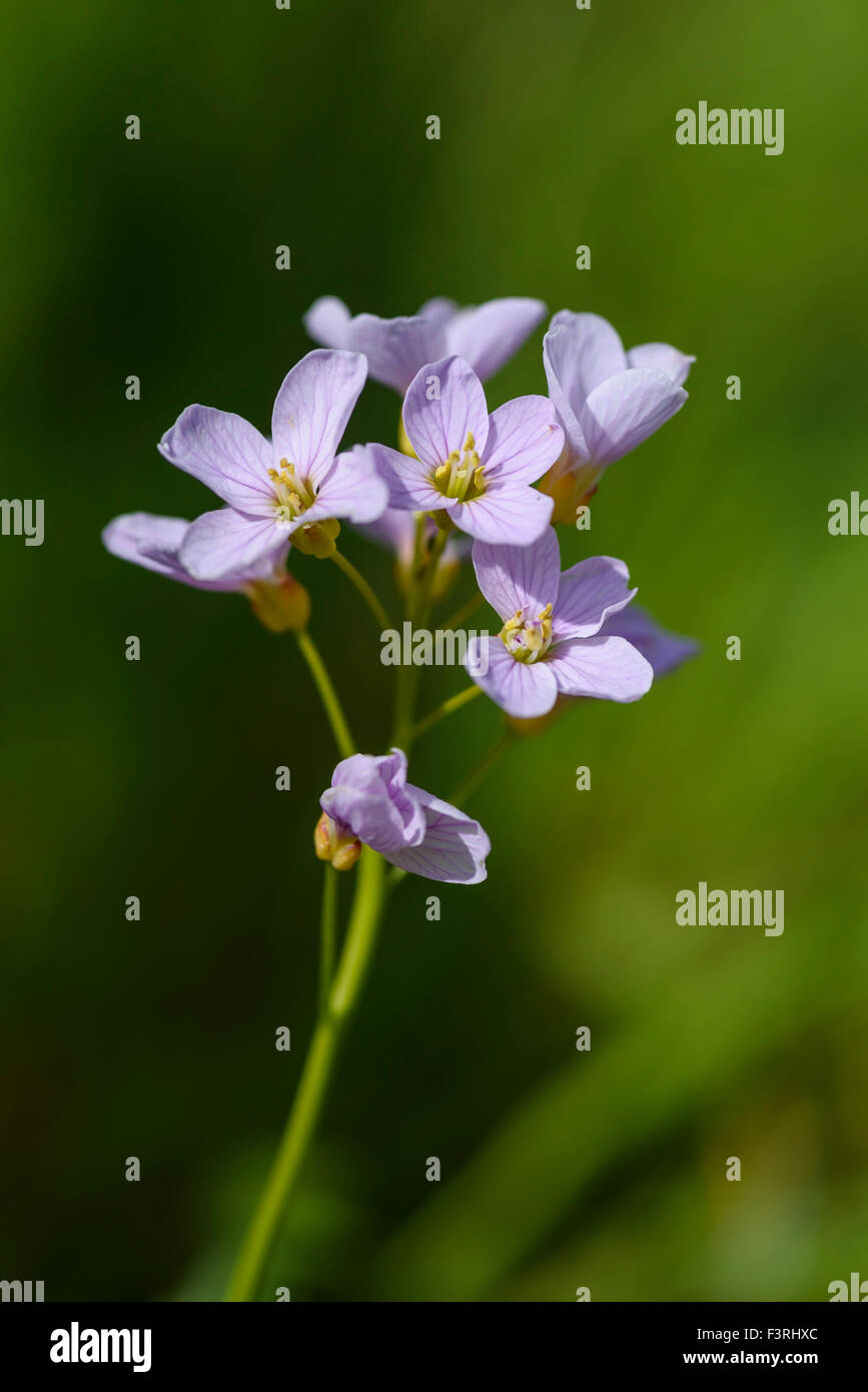 Cuckooflower, Ladys-smock, Cardamine pratensis, wildflower, Dumfries ...