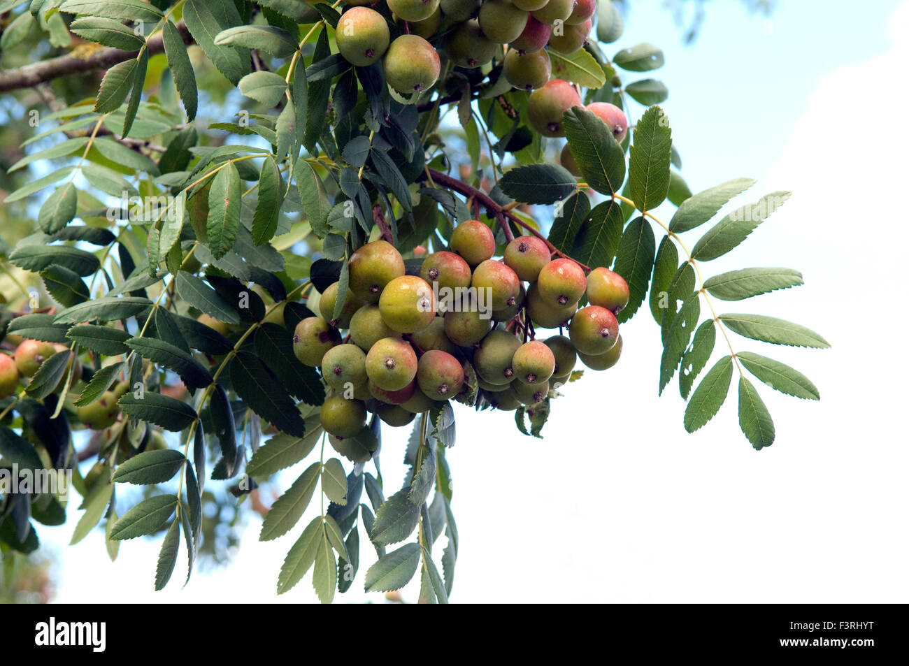 Speierling; Sorbus; domestica Stock Photo - Alamy