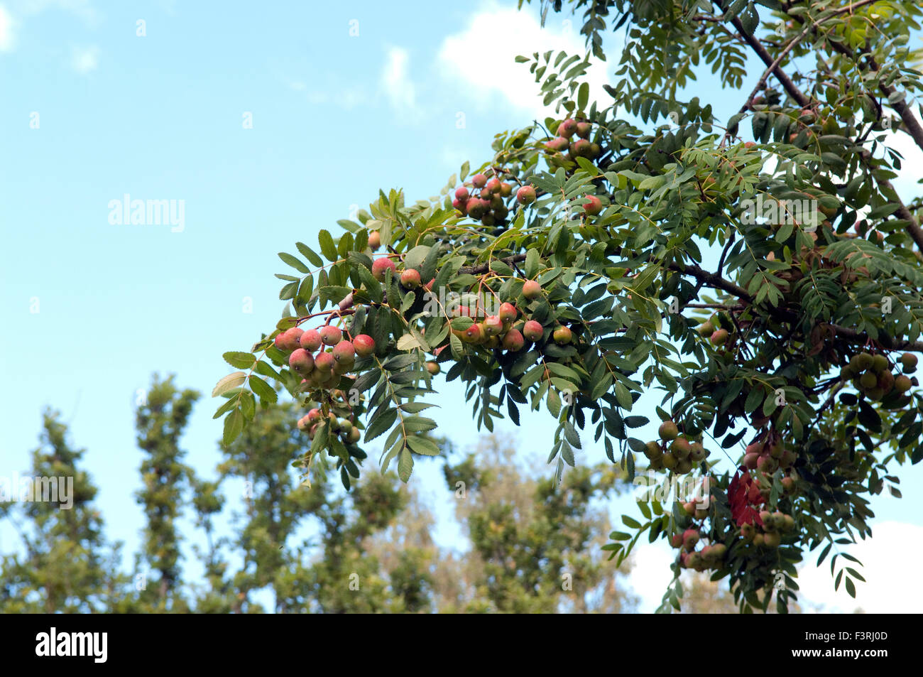 Speierling; Sorbus; domestica Stock Photo - Alamy
