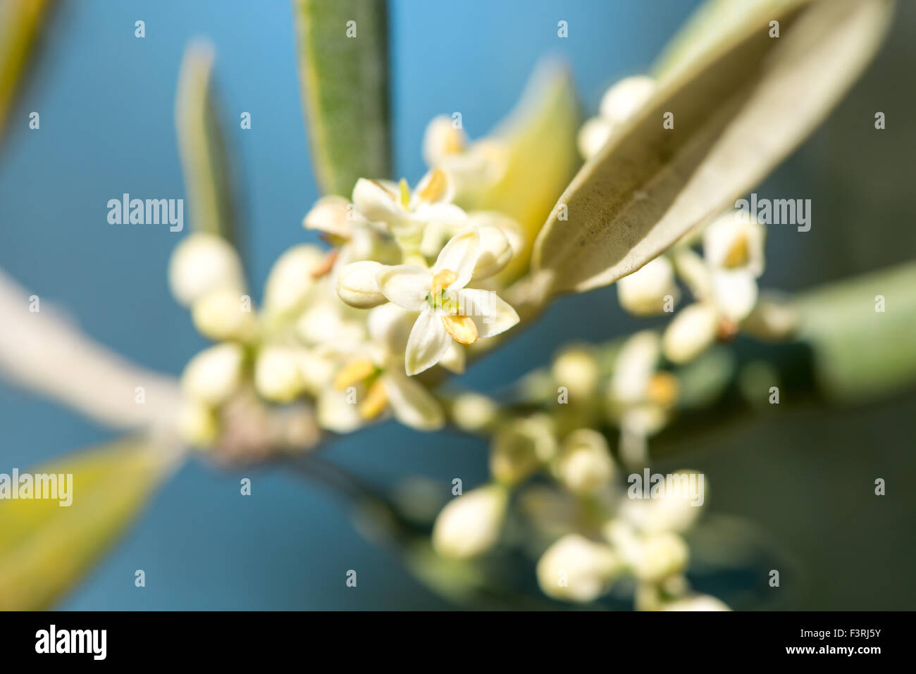 Olive blossom hi-res stock photography and images - Alamy