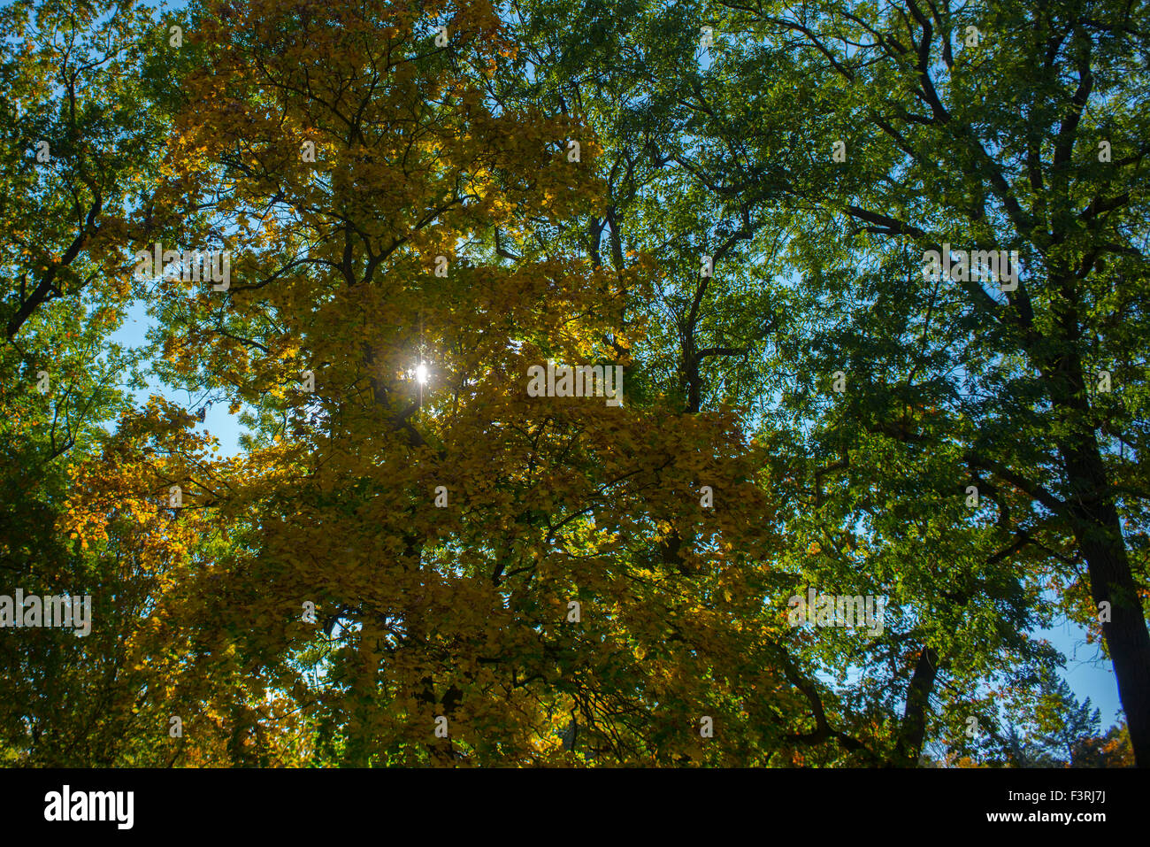 Sun shining through trees in autumn forest Stock Photo - Alamy