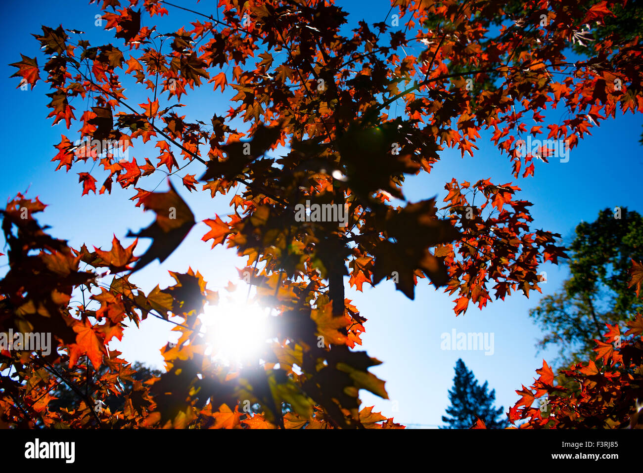 Sunlight shining through fallen hi-res stock photography and images - Alamy