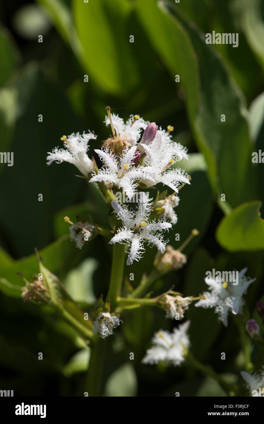 Aquatic perennial bogbean hi-res stock photography and images - Alamy