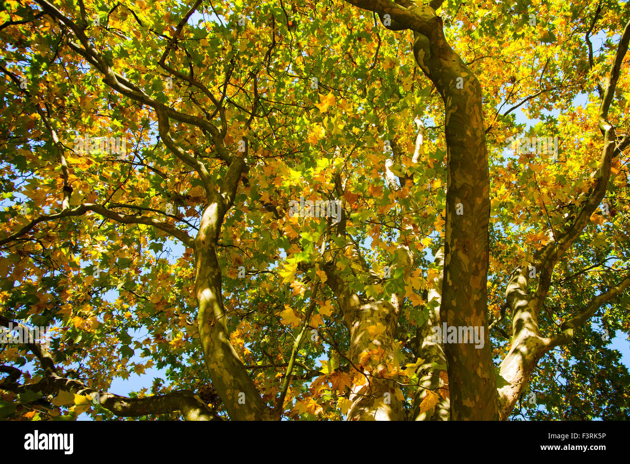 Old wood sun shining hi-res stock photography and images - Alamy