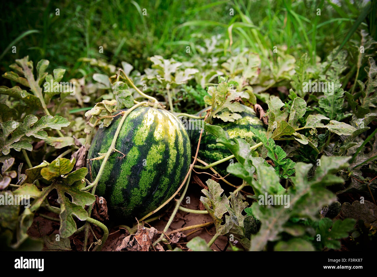 Watermelon Field Stock Photos & Watermelon Field Stock Images - Alamy