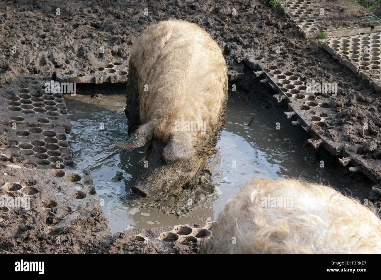 Wollschwein, Mangalica, Arche-Hof, Bedrohte Stock Photo - Alamy