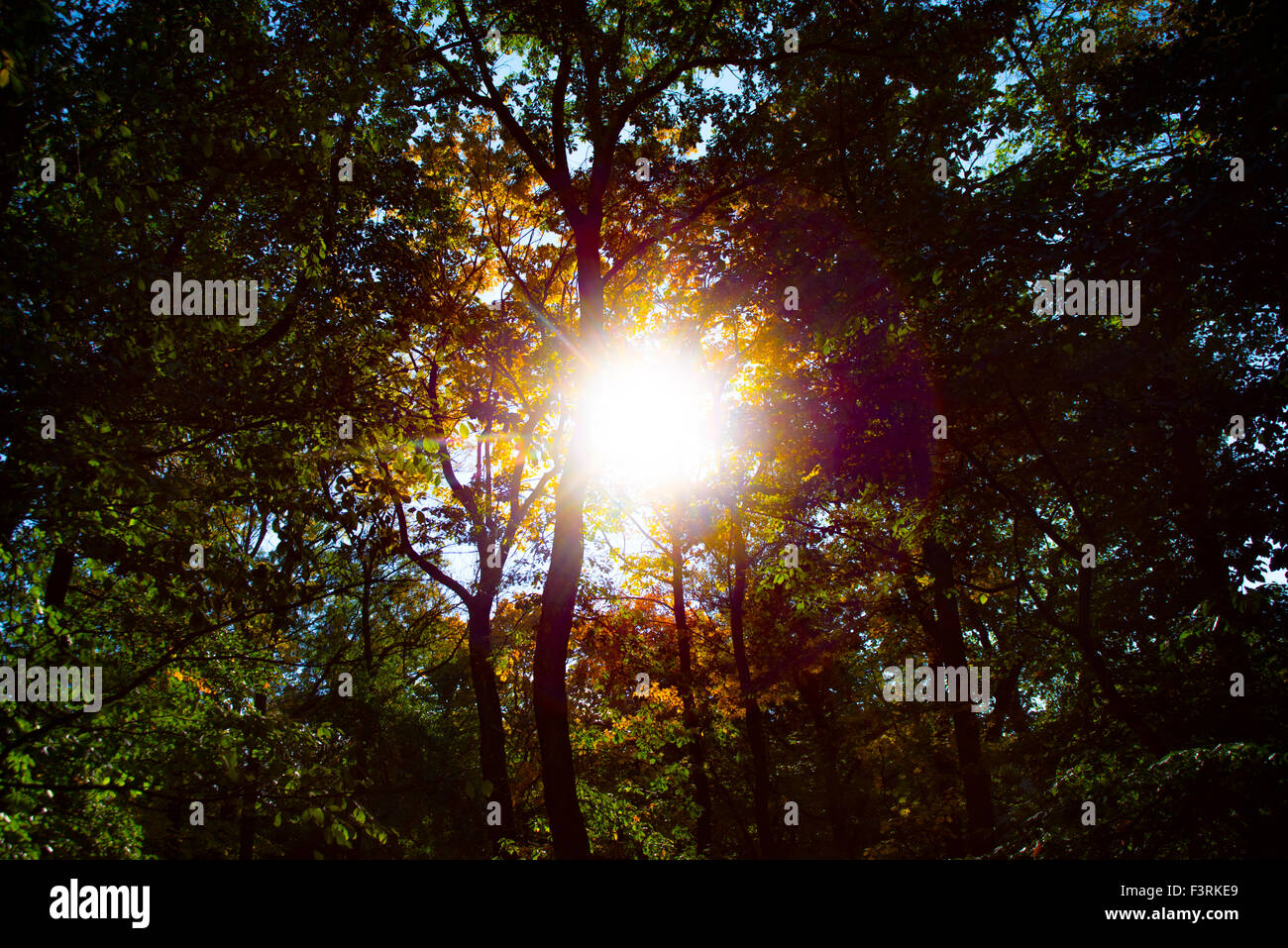 Sun shining through trees in autumn forest Stock Photo - Alamy