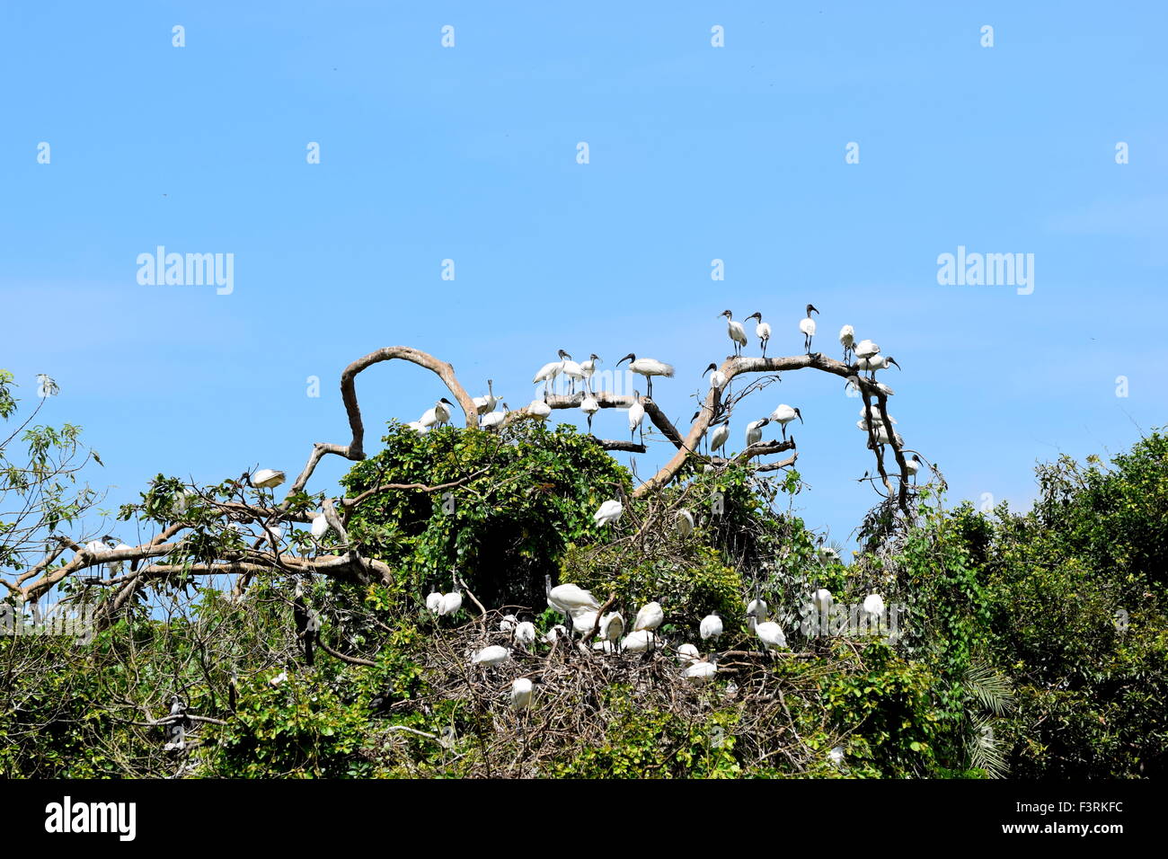 Flock ibis birds hi-res stock photography and images - Alamy